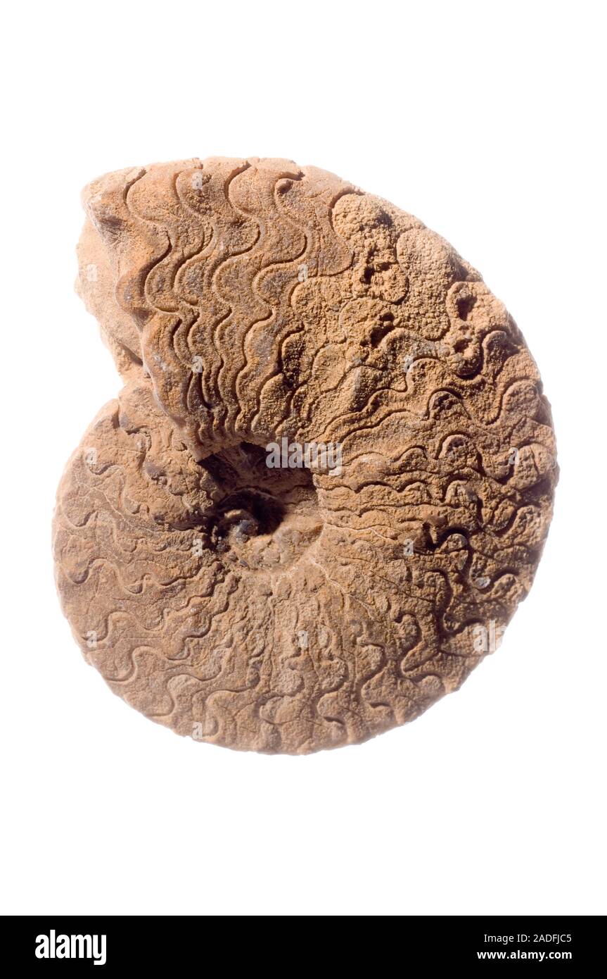Ammonite fossil. Ammonites are extinct marine invertebrates. They first ...