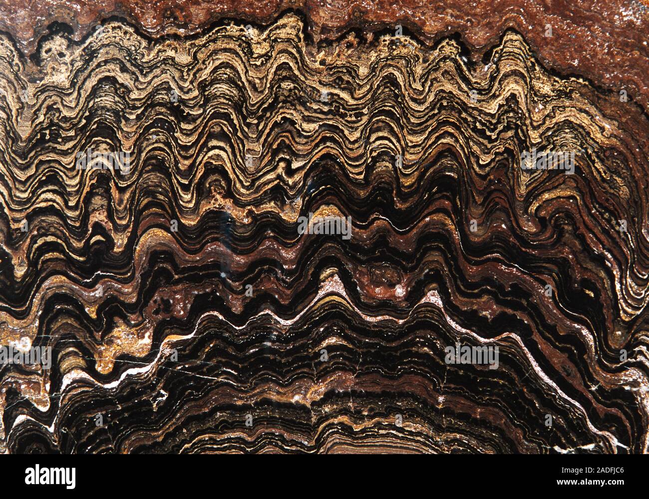 Fossil stromatolite. This polished slice through a rock shows layers of ...