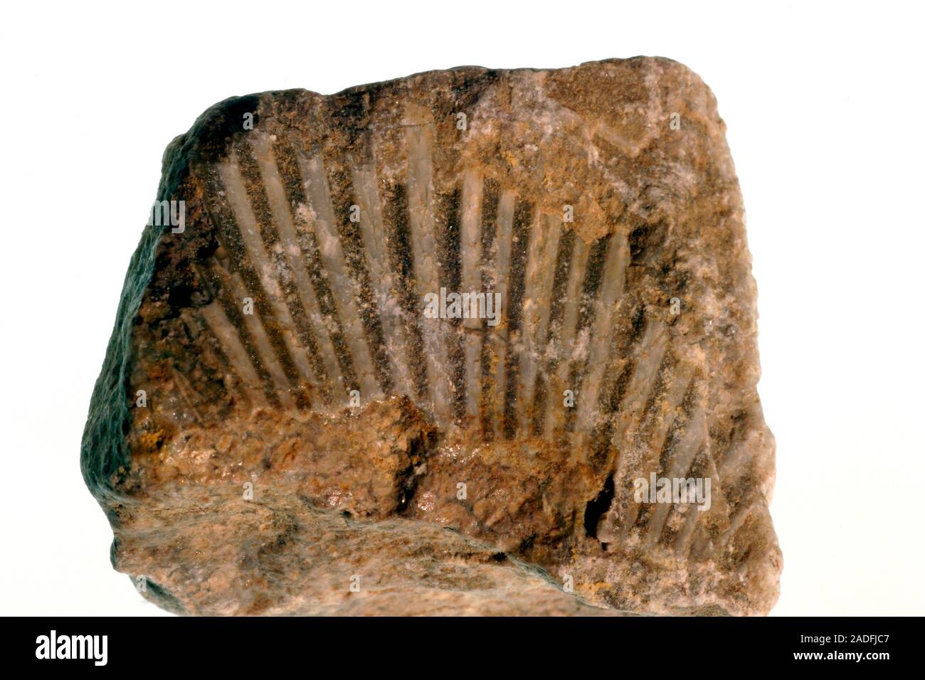Limestone fossil, close-up. This piece of calcite limestone (calcium ...