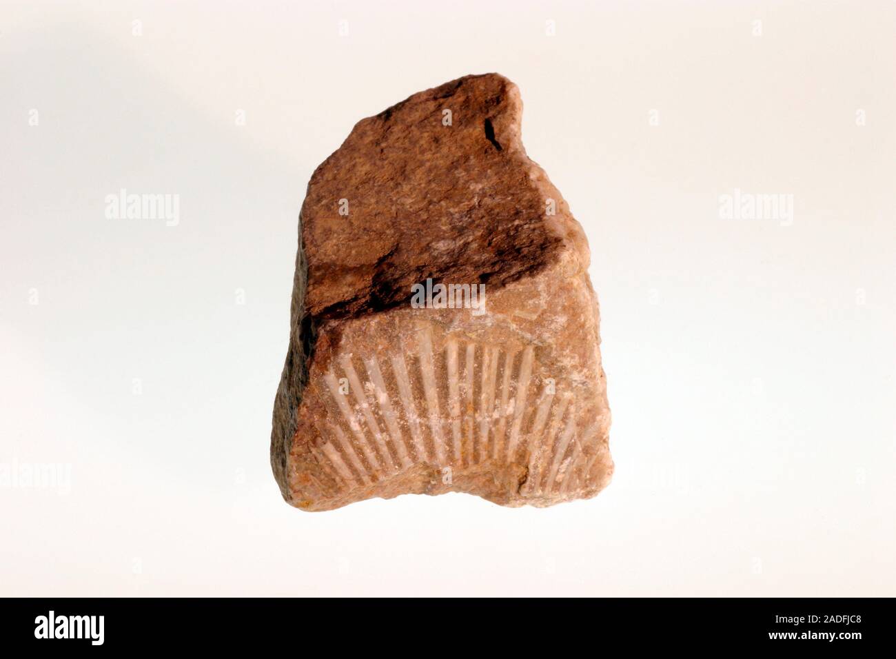 Limestone fossil. This piece of calcite limestone (calcium carbonate ...