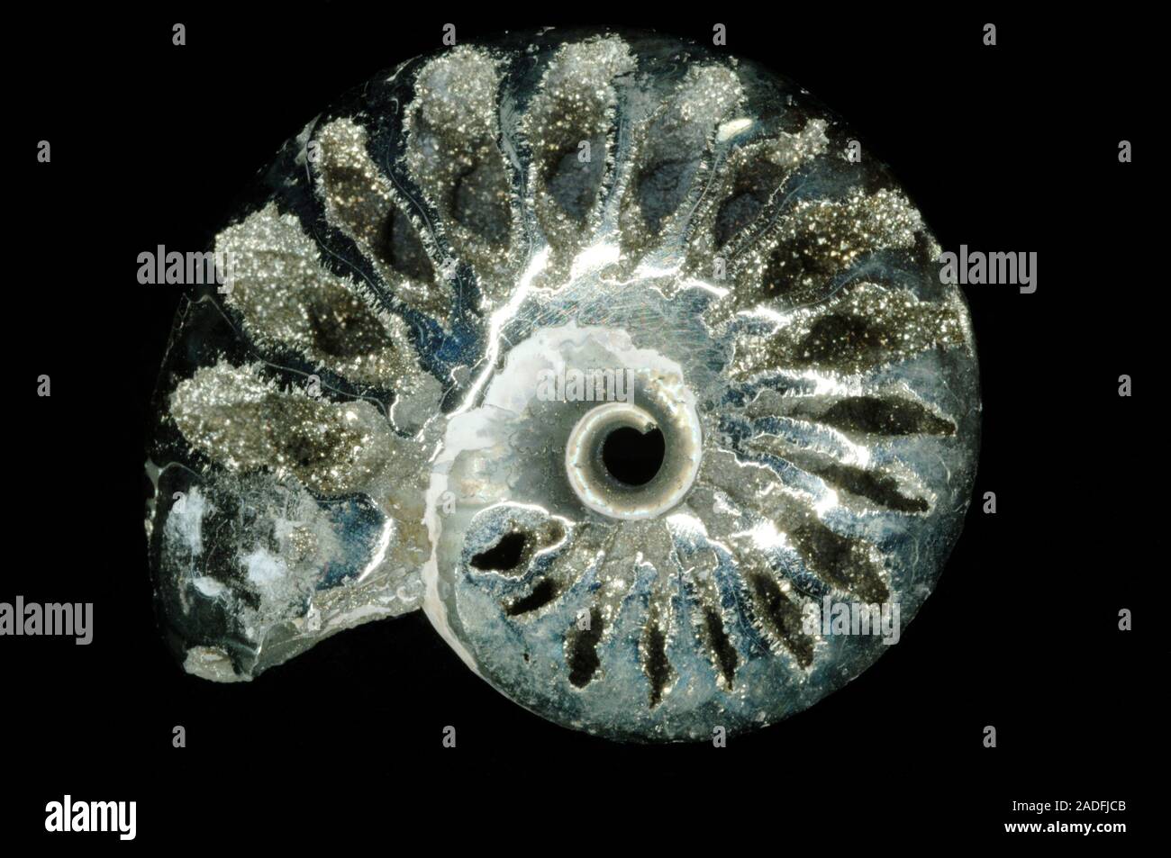 Ammonite fossil. Ammonites were marine invertebrates. During ...