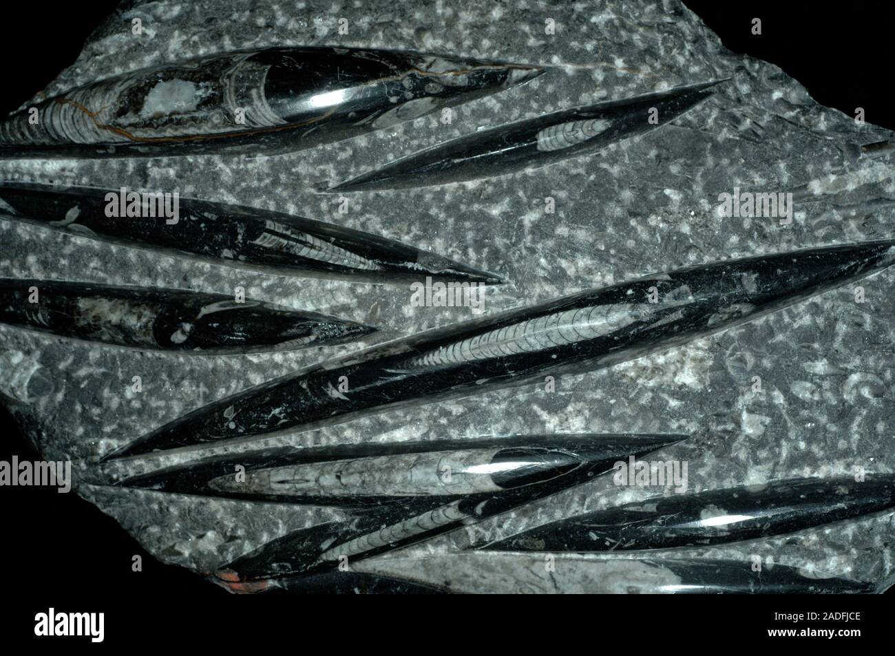 Orthoceras fossils. This extinct marine cephalopod is related to the ...