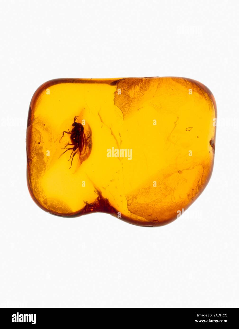 Fly fossilised in amber. Amber is a fossilised resin that was produced ...