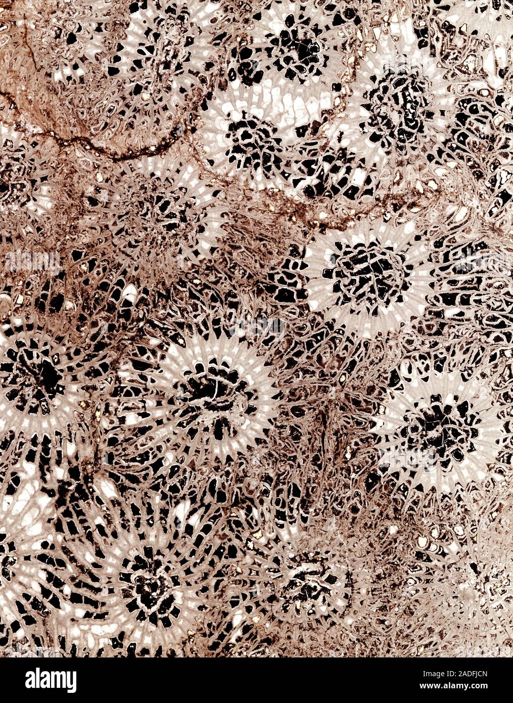 Thin section of fossil coral, close-up. Each of the circular structures ...