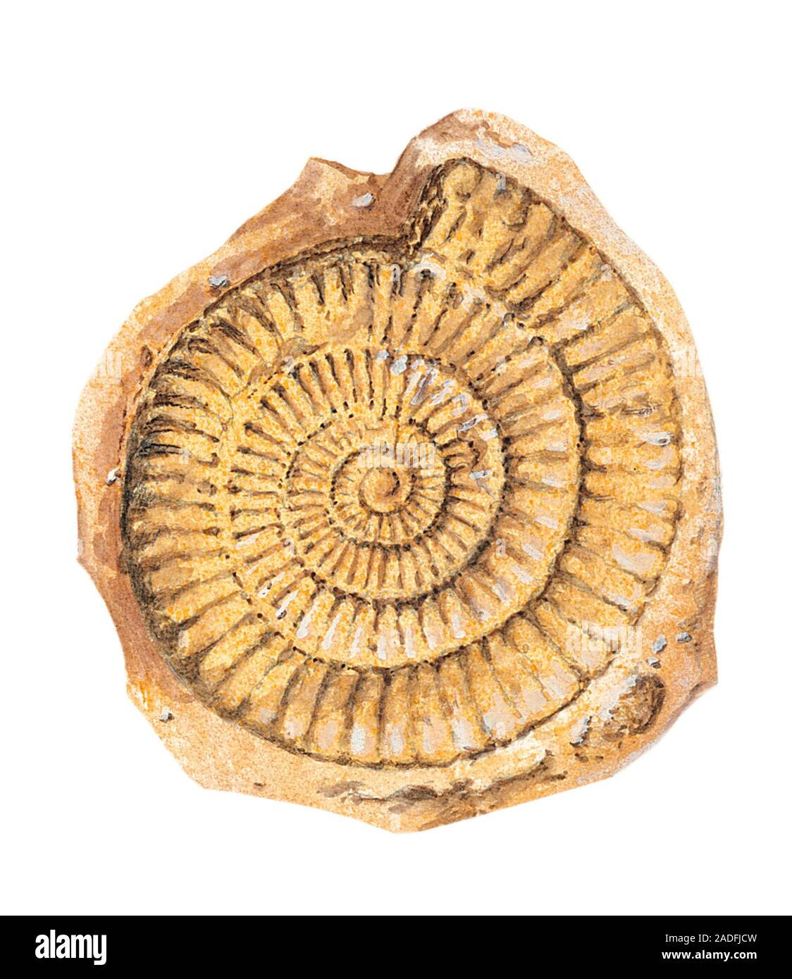 Ammonite fossil, artwork. Ammonites are extinct marine invertebrates ...