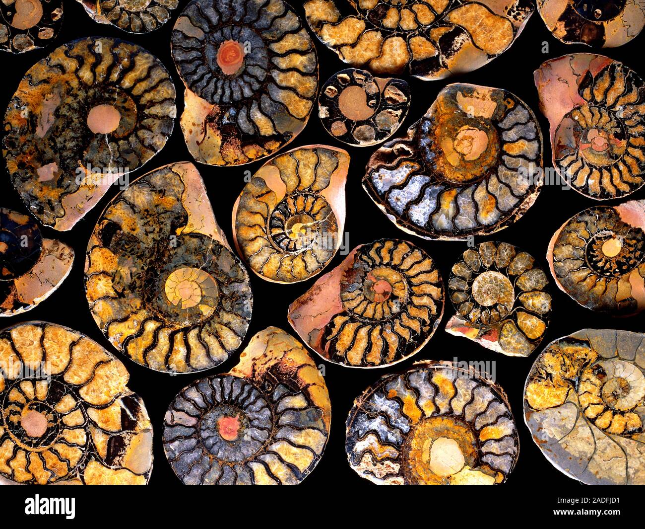 Fossil ammonites. Ammonites are extinct cephalopod molluscs that lived ...