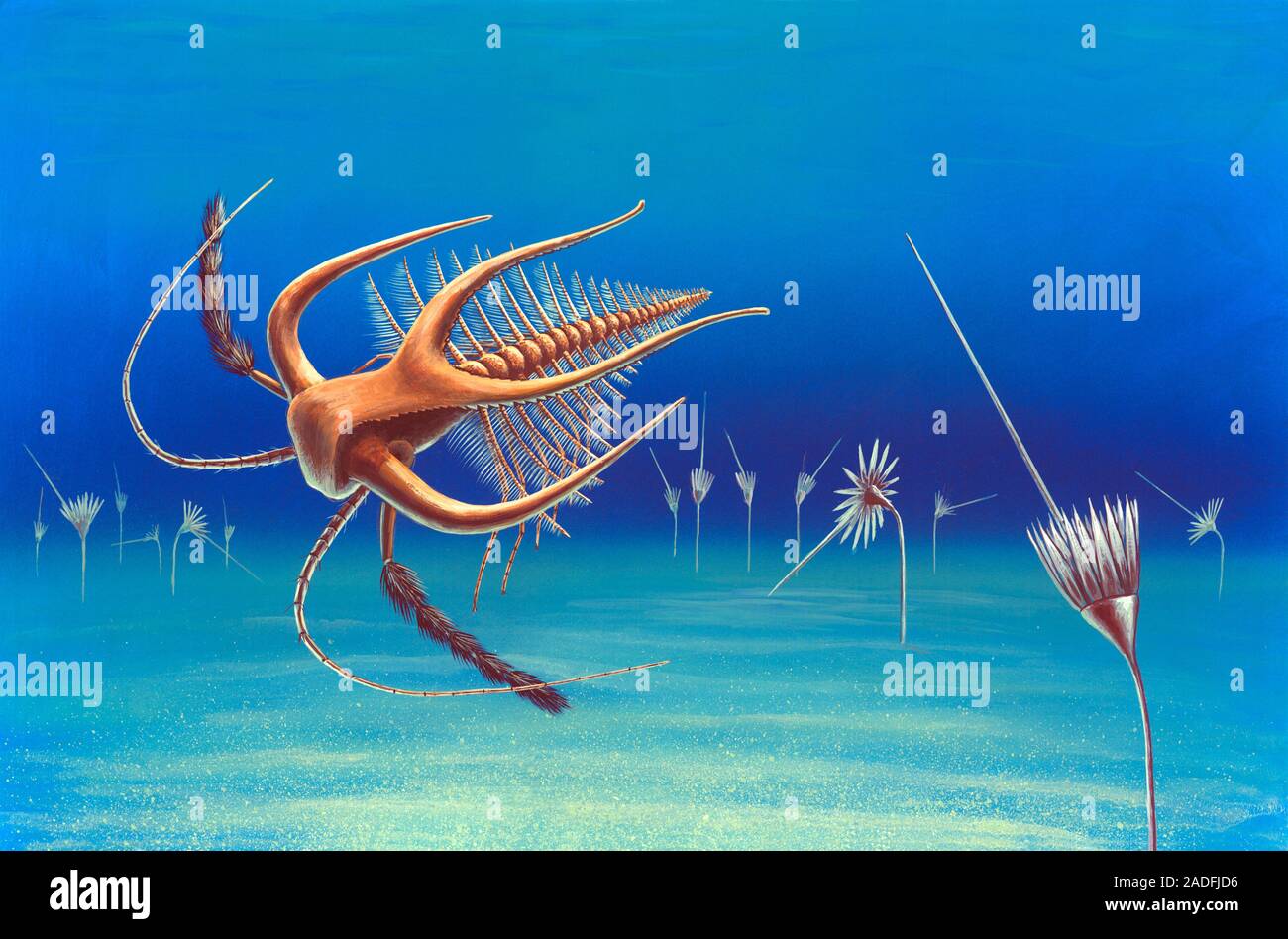 Cambrian invertebrate. Artwork of a Marrella splendens invertebrate ...