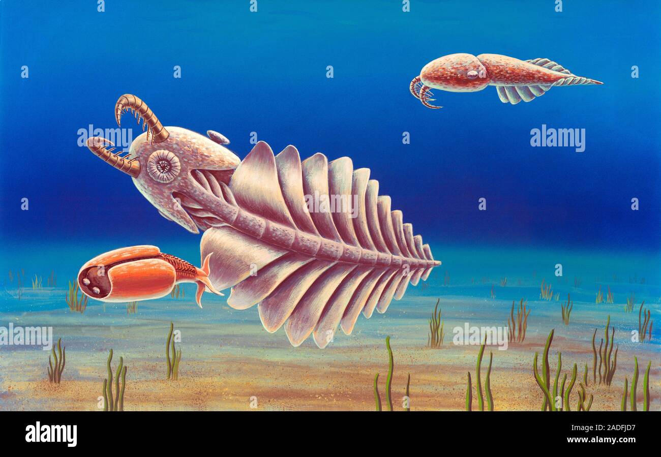 Cambrian invertebrates. Artwork of Anomalocaris (centre and upper right ...