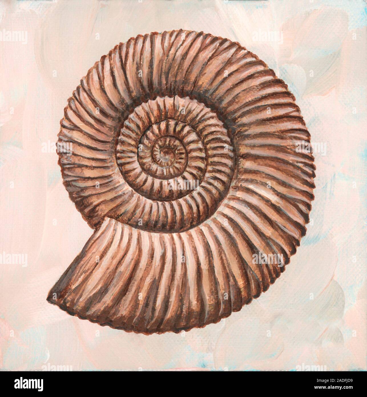 Perisphinctes Ammonite Artwork Of A Fossil Of A Perisphinctes Ammonite