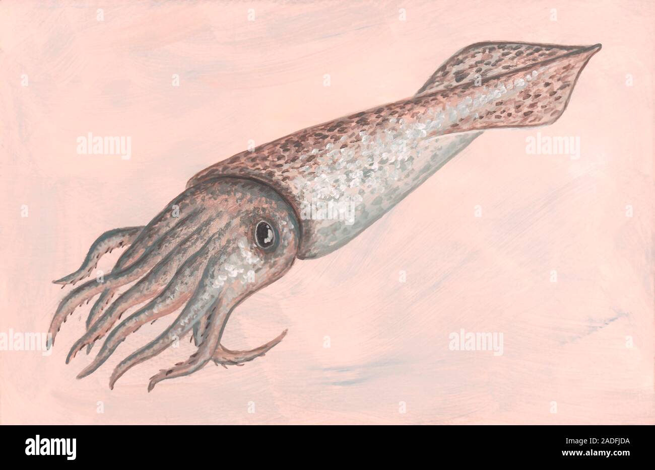 Belemnite. Artwork of a belemnite marine invertebrate. Belemnites were ...