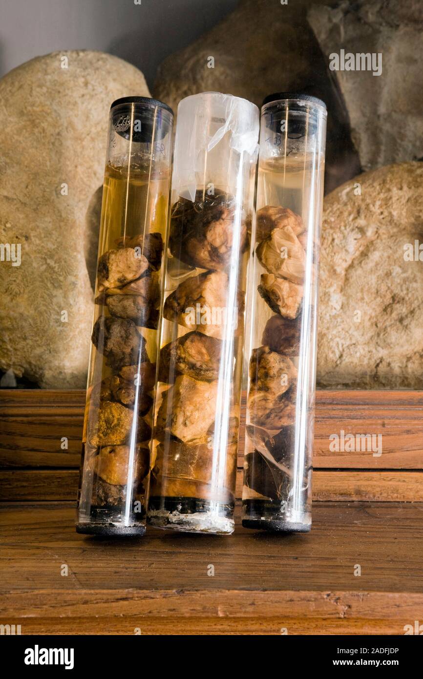 Amber research. Glass tubes containing amber (fossilised resin from ...