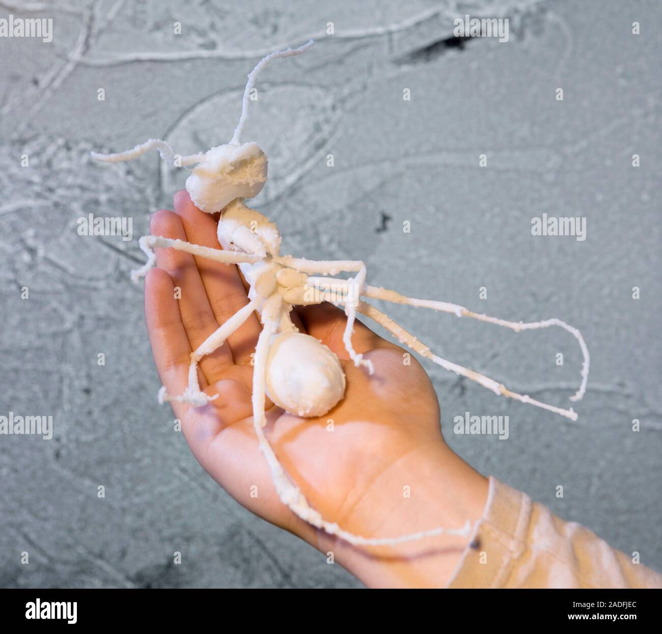 Prehistoric ant. Hand holding an enlarged model of a fossil ant created ...