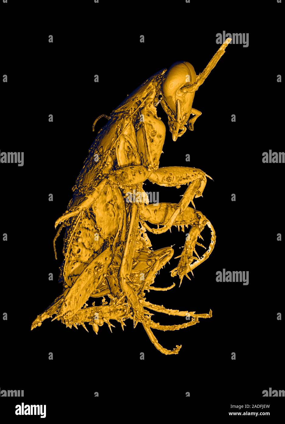 Prehistoric cockroach, coloured 3-D computed tomography (CT) image ...
