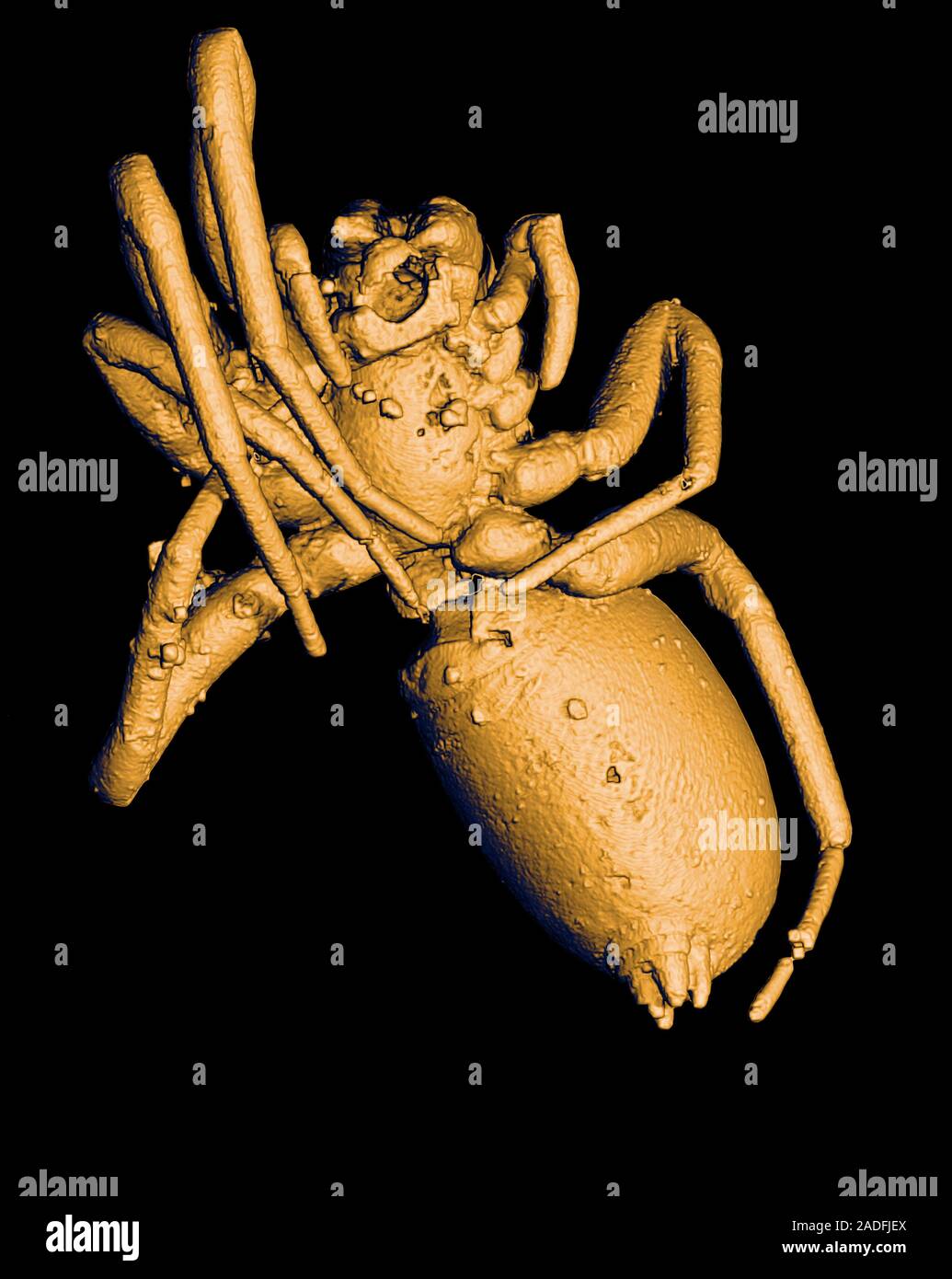 Prehistoric spider, coloured 3-D computed tomography (CT) image. This ...