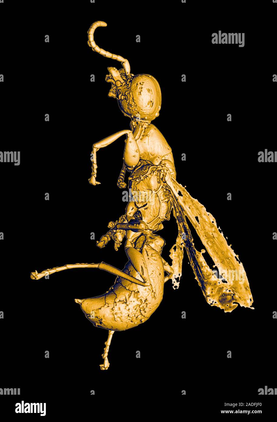 Prehistoric wasp, coloured 3-D computed tomography (CT) image. This ...