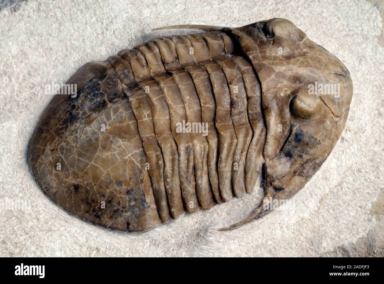 Trilobite fossil. Fossil of a trilobite (Asaphus platyurus ...