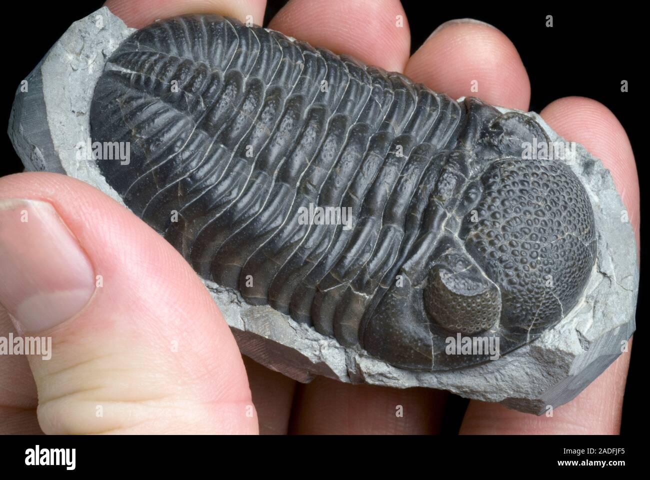 Trilobite fossil. Fossil of a trilobite (Eldredgeops crassituberculata ...