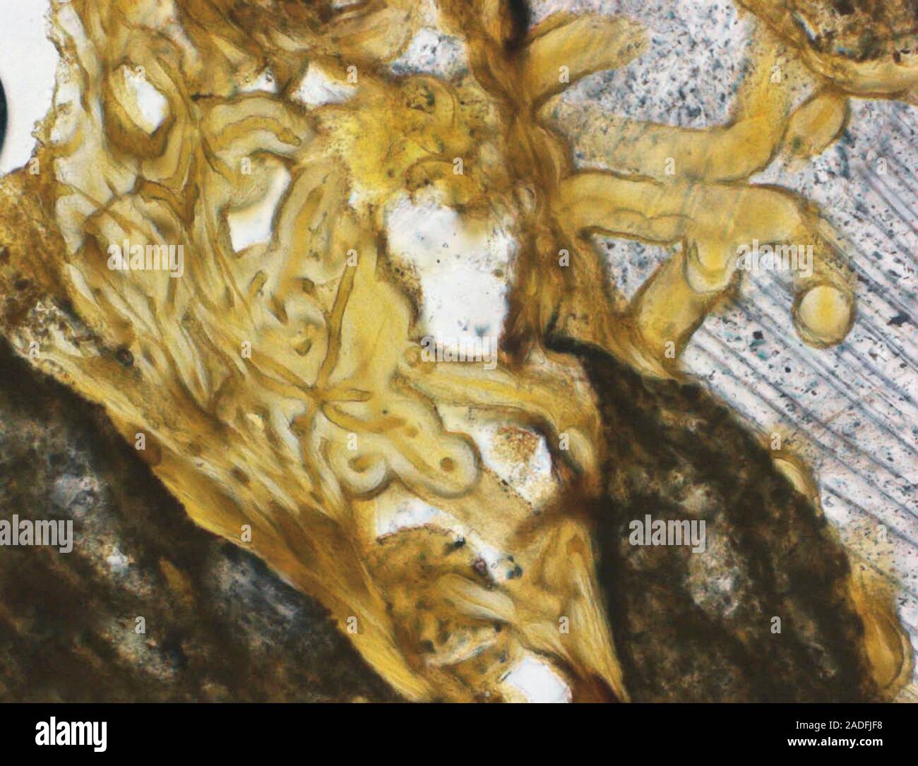 Microfossils. Light micrograph of mineral deposits (light brown ...