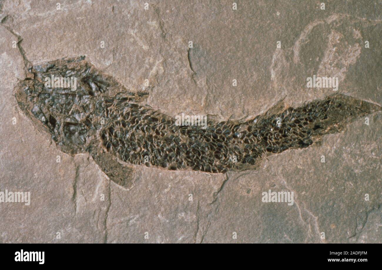 Fossil of the primitive fish Osteolepis macrolepidotus, a rhipidistian ...