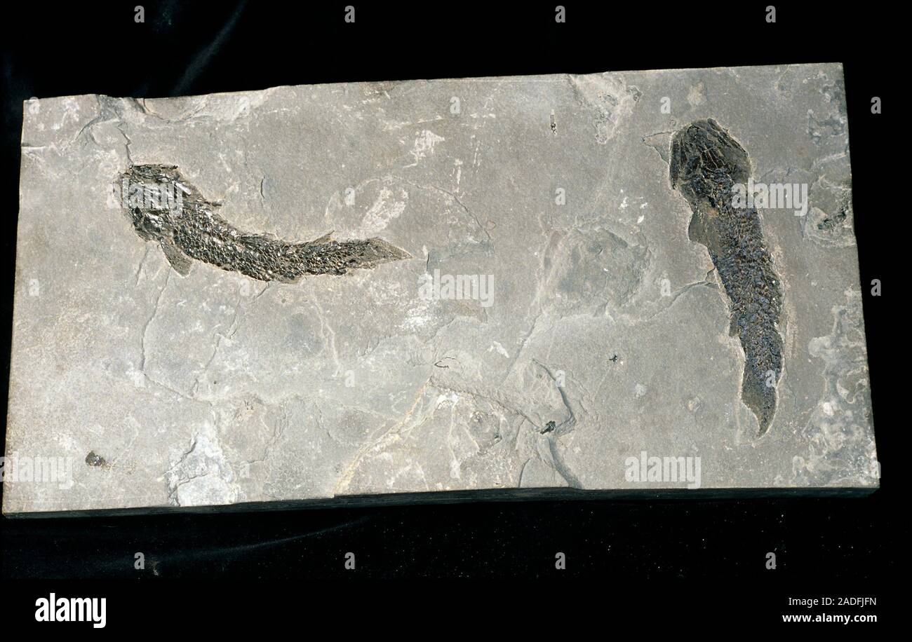 Two fossils of the primitive fish Osteolepis macrolepidotus, a ...