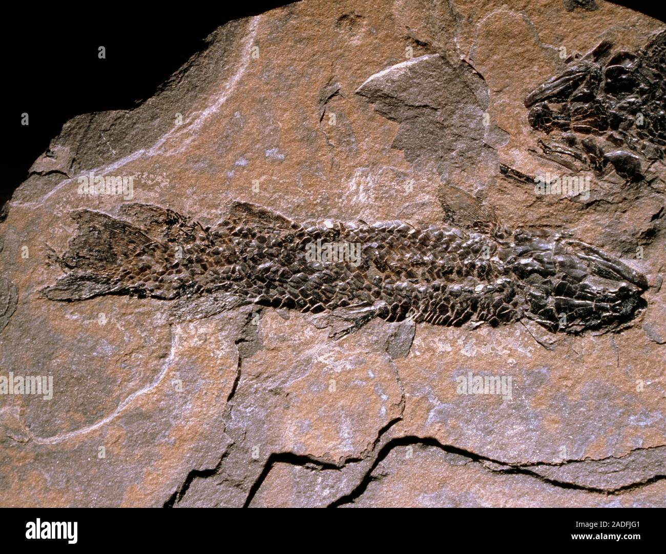 Fossil of the primitive fish Osteolepis macrolepidotus, a rhipidistian ...