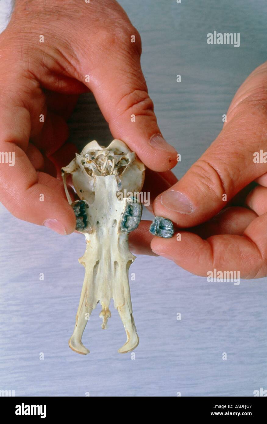 Comparison of a monotreme fossil tooth, and teeth in a skull of the ...
