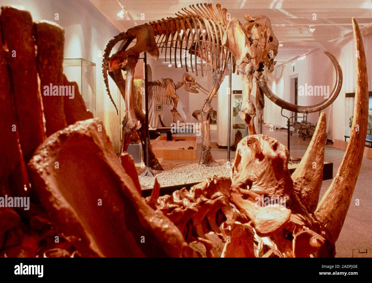 Woolly rhinoceros and mammoth skeletons. View of an exhibition hall ...
