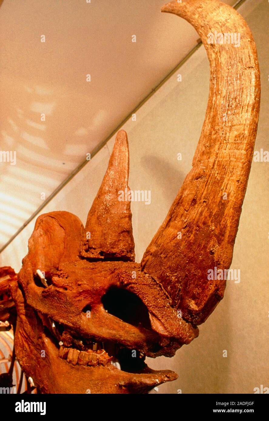 Woolly rhinoceros skull. Frontal view of the skull of the extinct ...