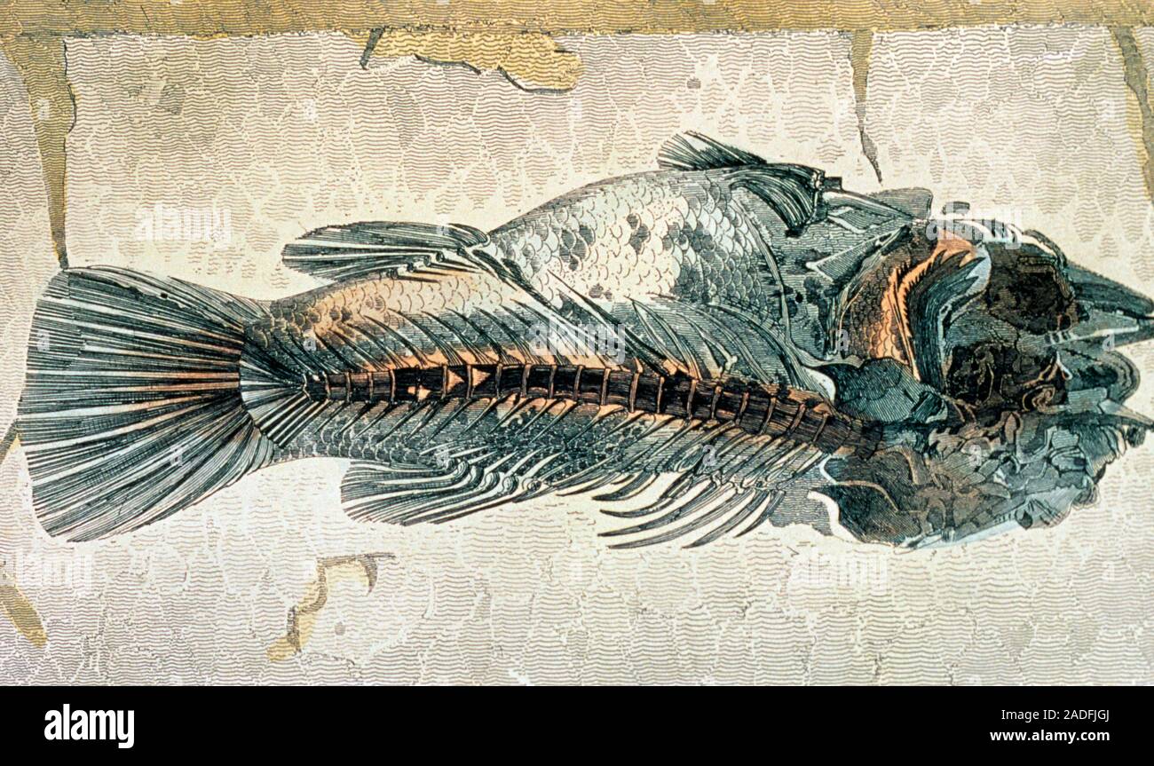 Fossil fish. Historical illustration of a fossil perch, from a book ...