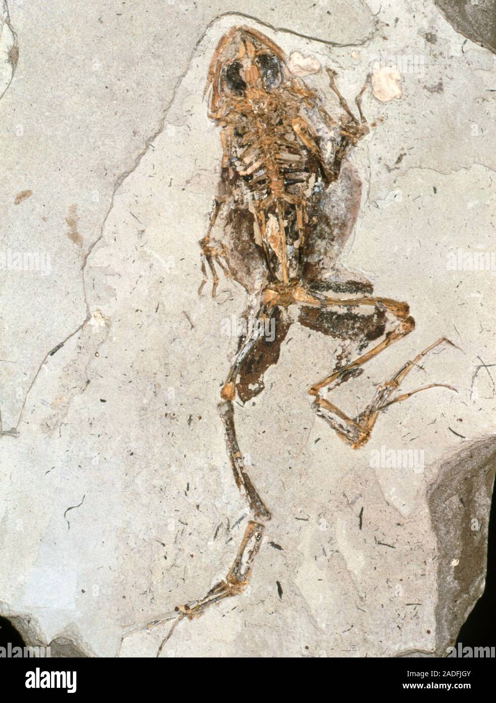 Fossil frog. Fossilised skeleton of a frog embedded in rock. Frogs and ...