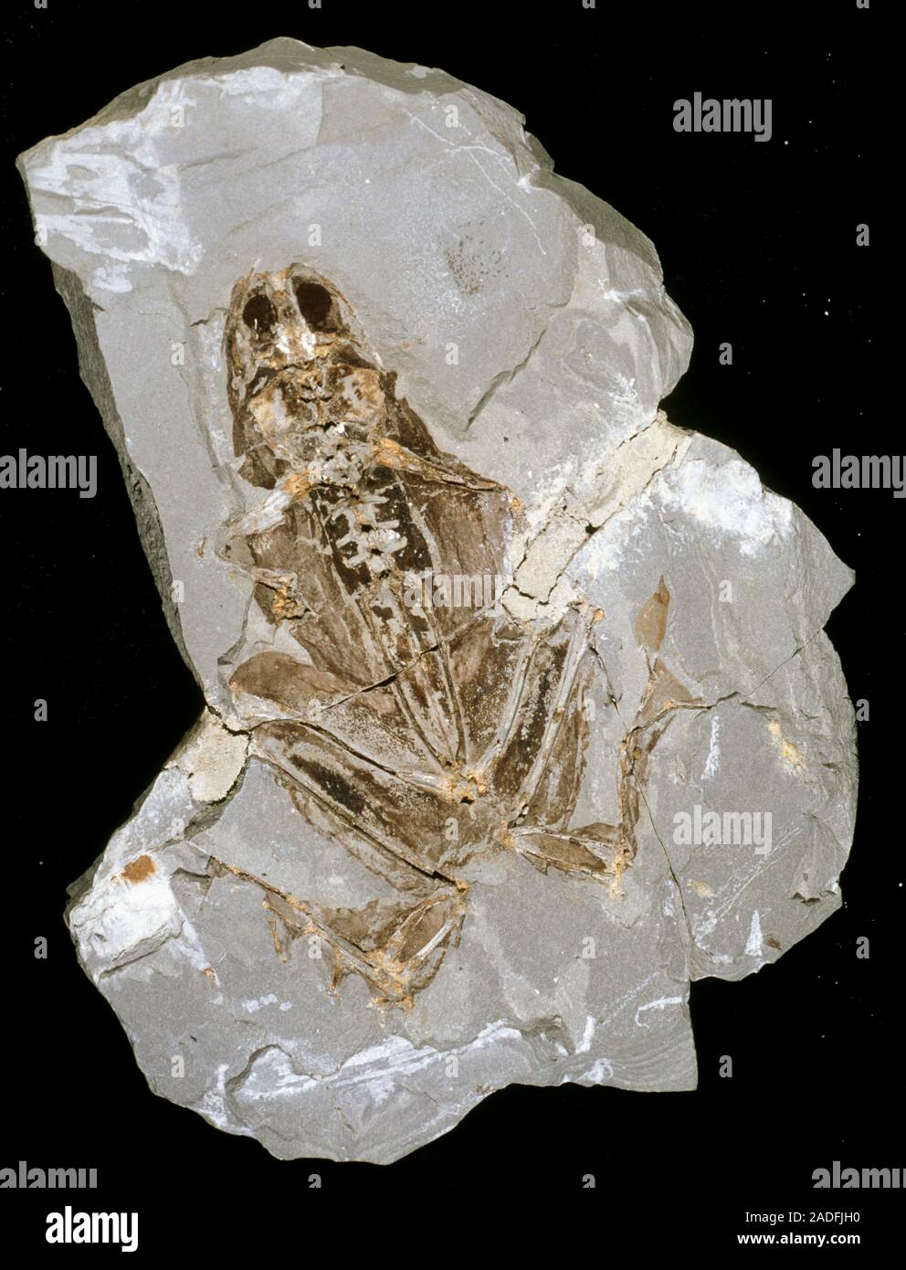 Fossil frog. Fossilised skeleton of a frog embedded in rock. Frogs and ...