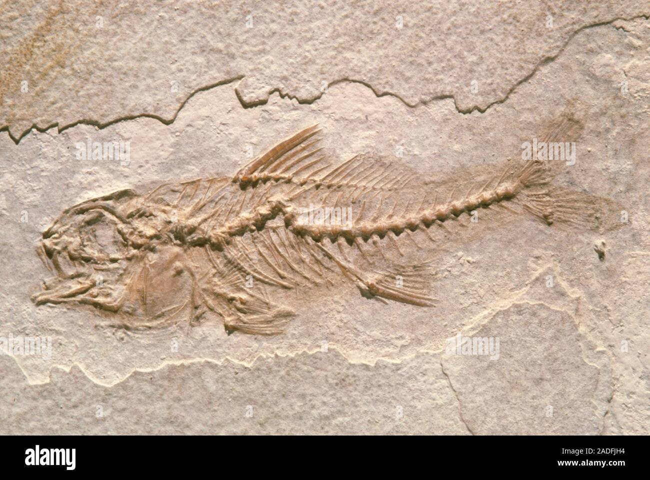 Fossil fish. Its backbone (spine), fins and skull can be clearly seen ...