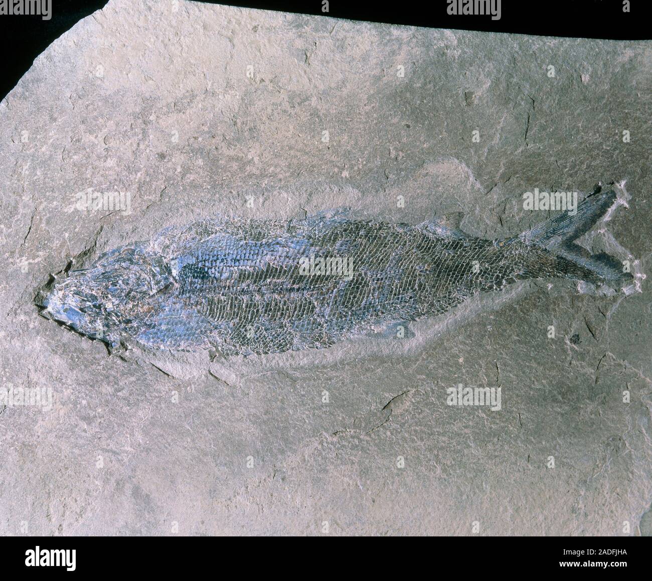 Fossilised fish. Fossilised remains of the fish Palaeoniscus elegans ...