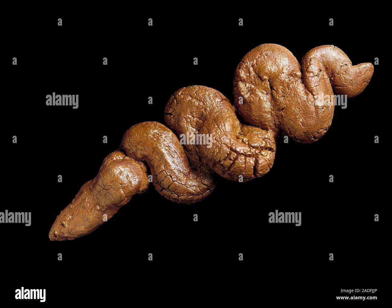 Fossilised dung (coprolite) from an unidentified turtle. This 90 ...