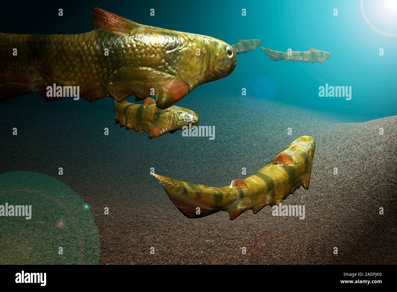 Climatius sp. fish in the sea in the Devonian period (408-360 million ...