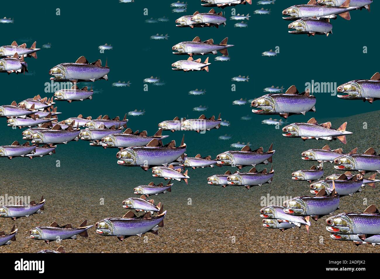 Strunius sp. fish in the sea in the Devonian period (408-360 million ...