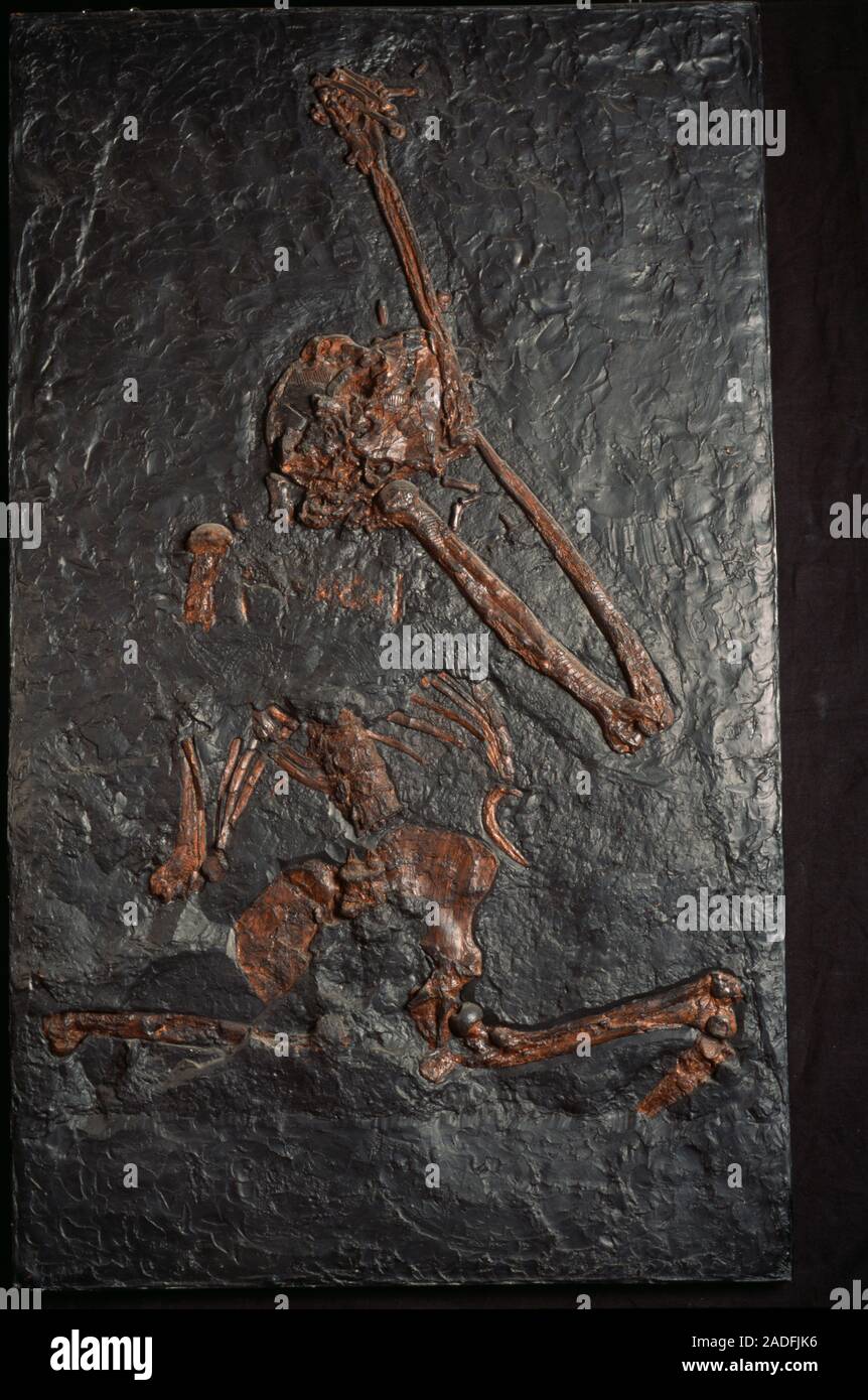 Fossil ape. Fossilised skeleton of an Oreopithecus bambolii ape. This ...