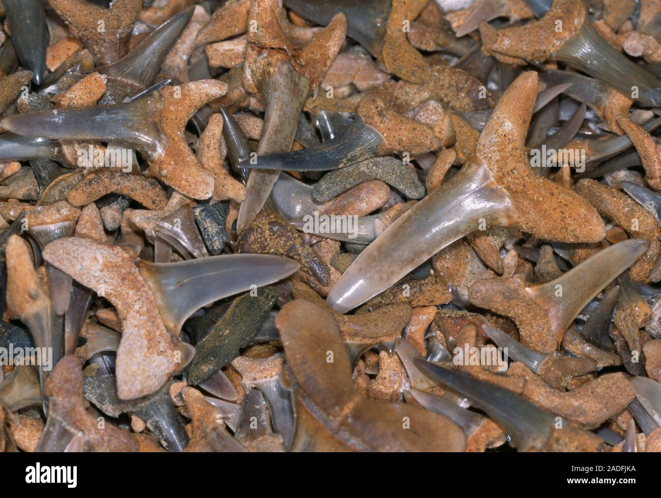 Fossil shark teeth. Fossilised teeth from Striatolamia macrota, an ...