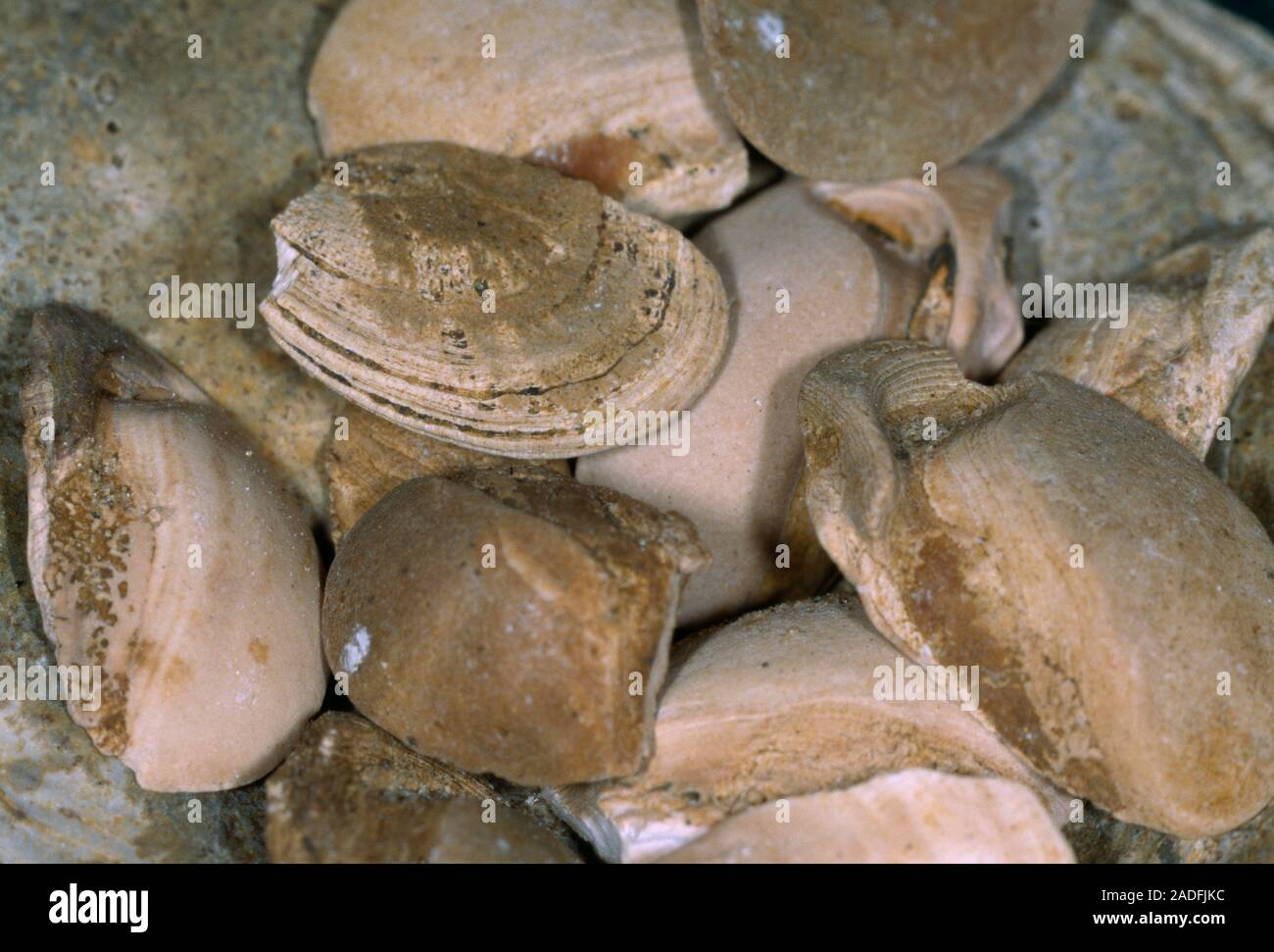 Fossilised fish balance organs. Fossil otoliths from an unknown fish ...