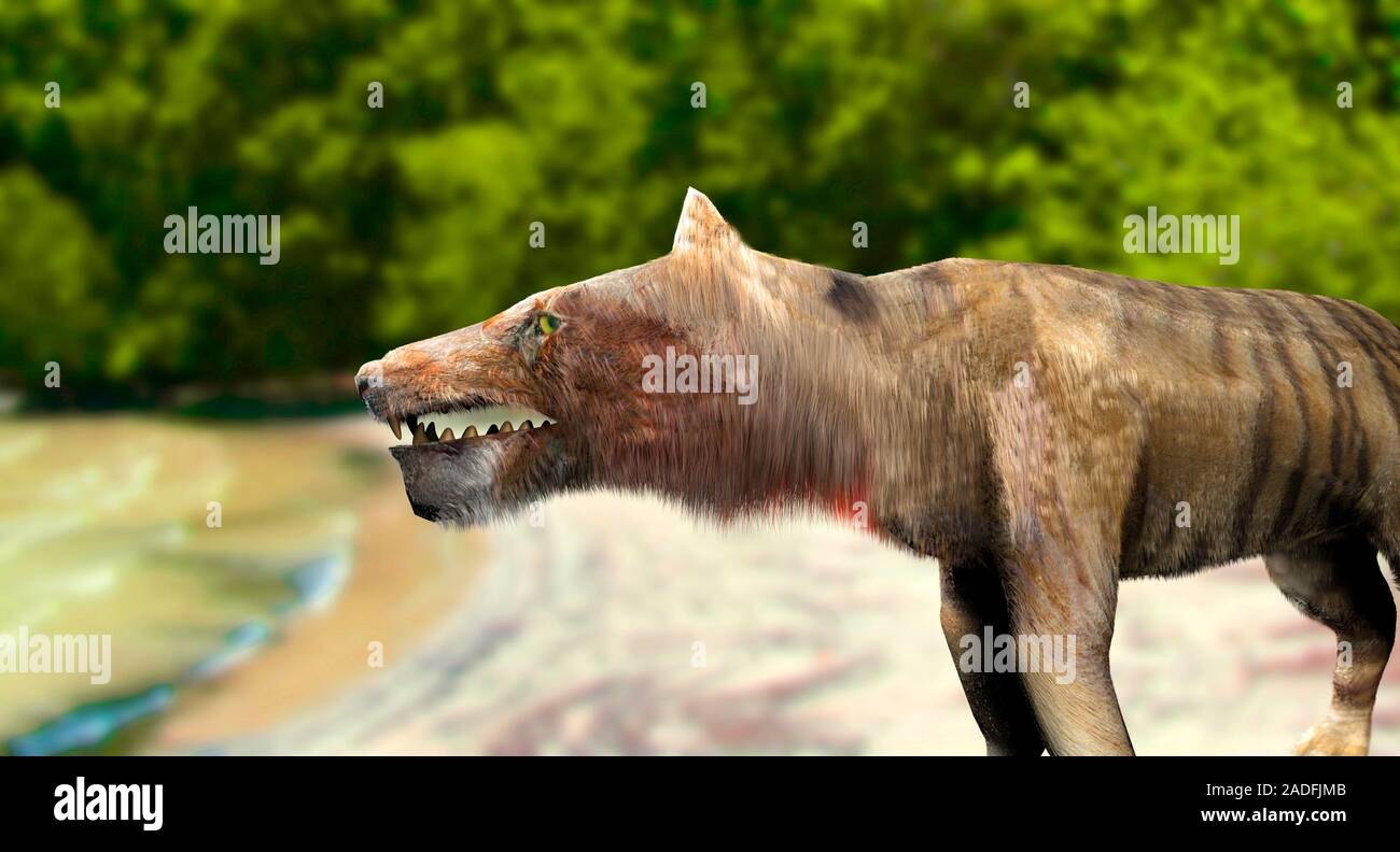 Andrewsarchus. Artist's impression of the extinct prehistoric mammal ...