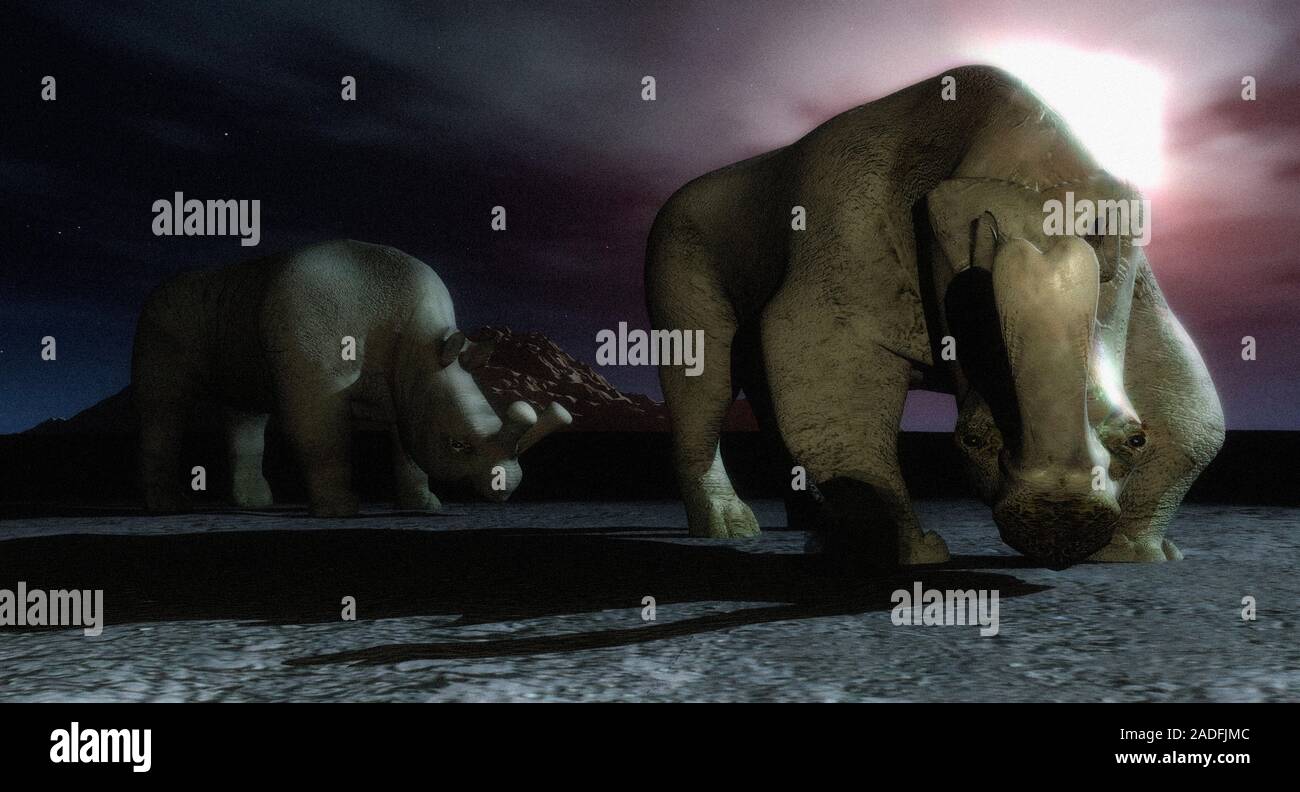 Brontotheres. Artist's impression of two Brontotheres (Brontotherium sp ...