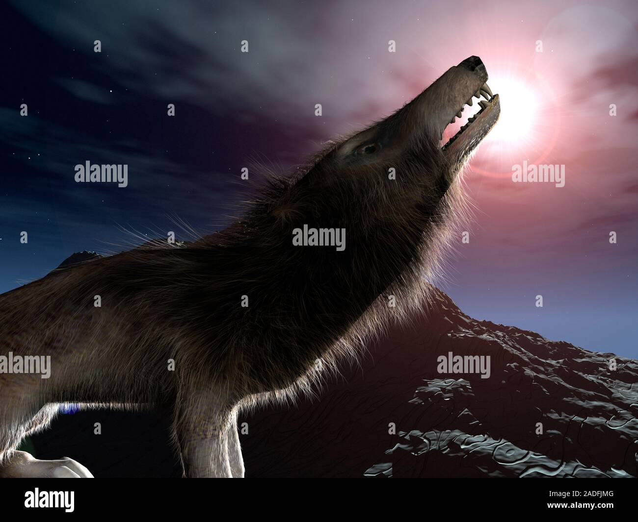 Hyaenodon. Artist's impression of the extinct prehistoric mammal ...