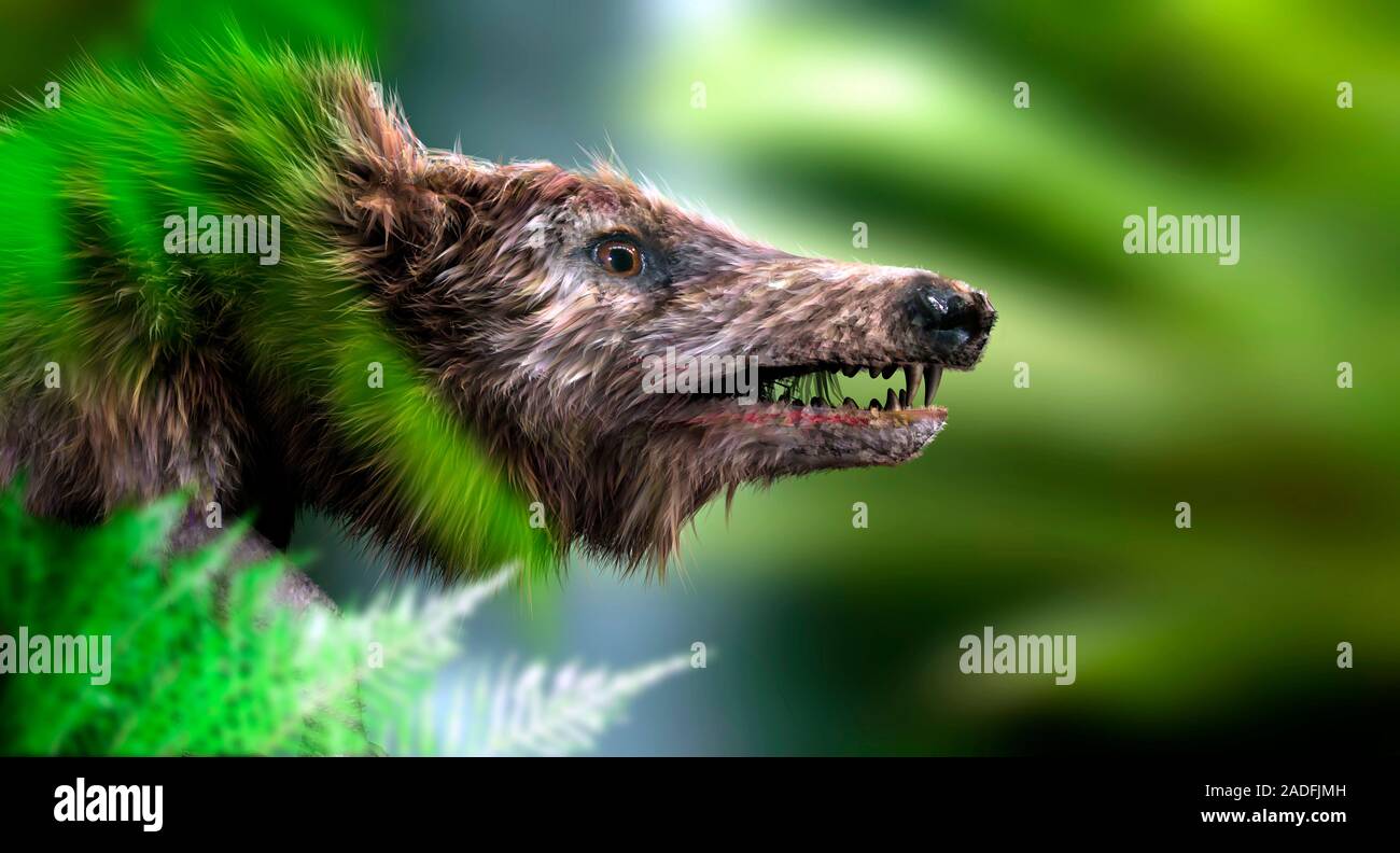 Hyaenodon. Artist's impression of the extinct prehistoric mammal ...