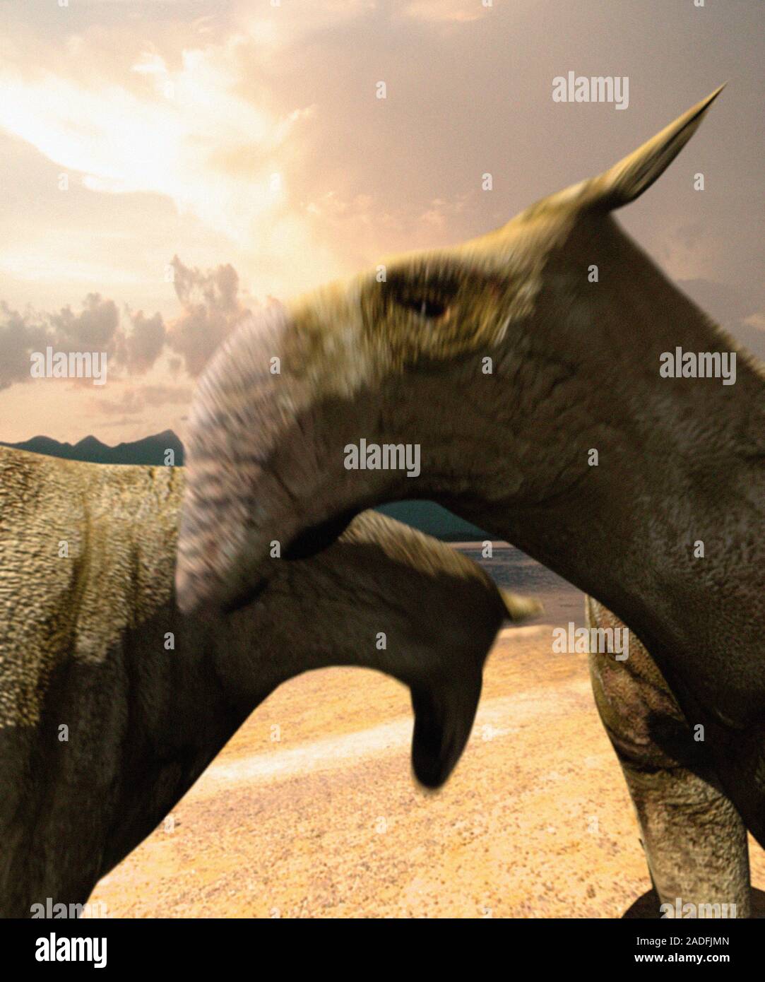 Indricotherium. Artist's impression of two male Indricotherium fighting ...