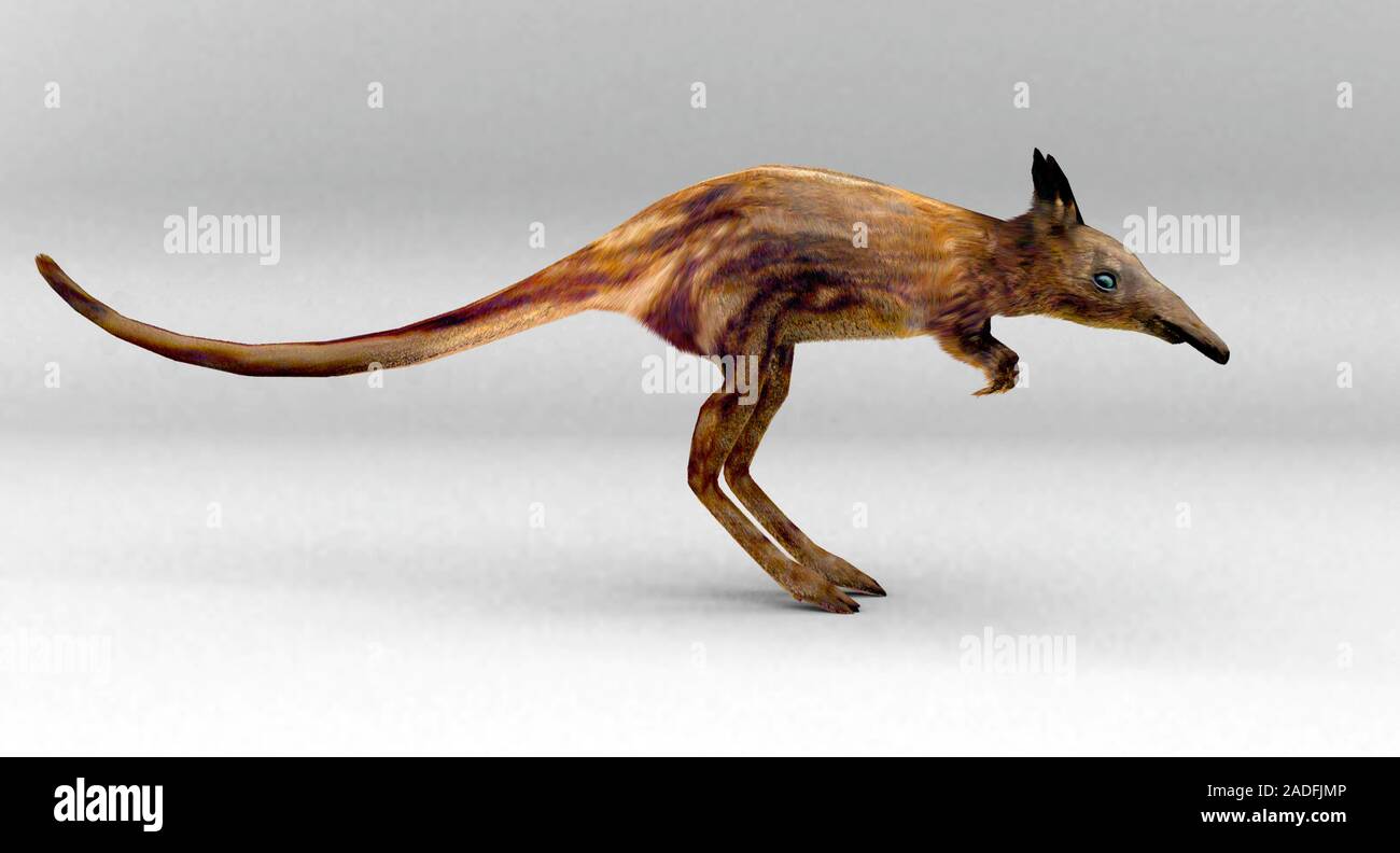 Leptictidium. Artist's impression of the extinct mammal Leptictidium ...
