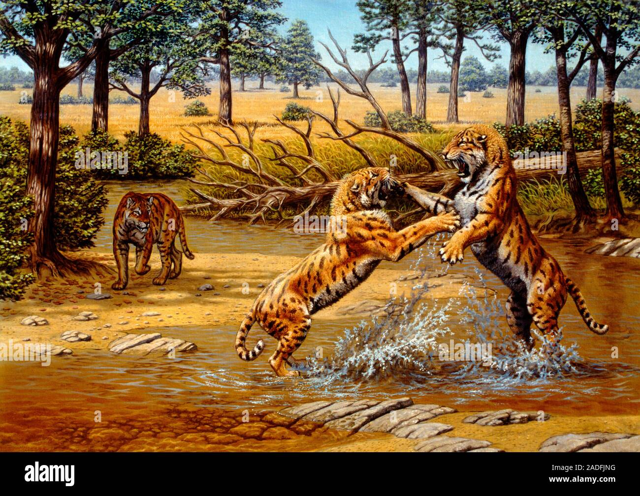 Sabre-toothed cats fighting, artwork. These predatory cats belonged to ...