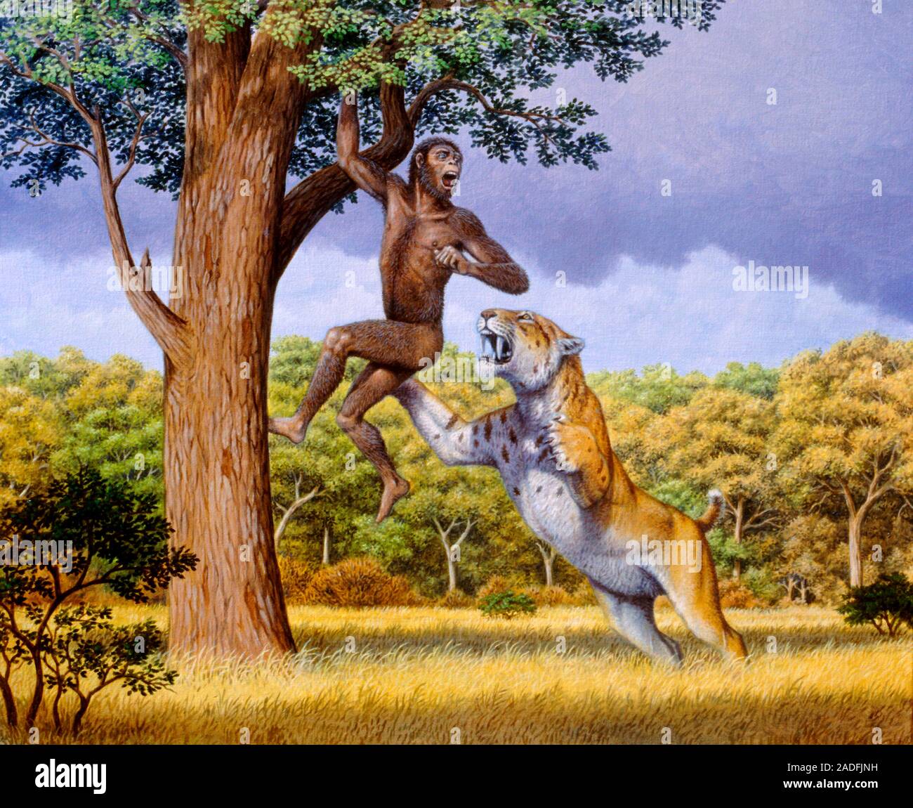 Scimitar cat attacking a hominid, artist's impression. The scimitar cat ...