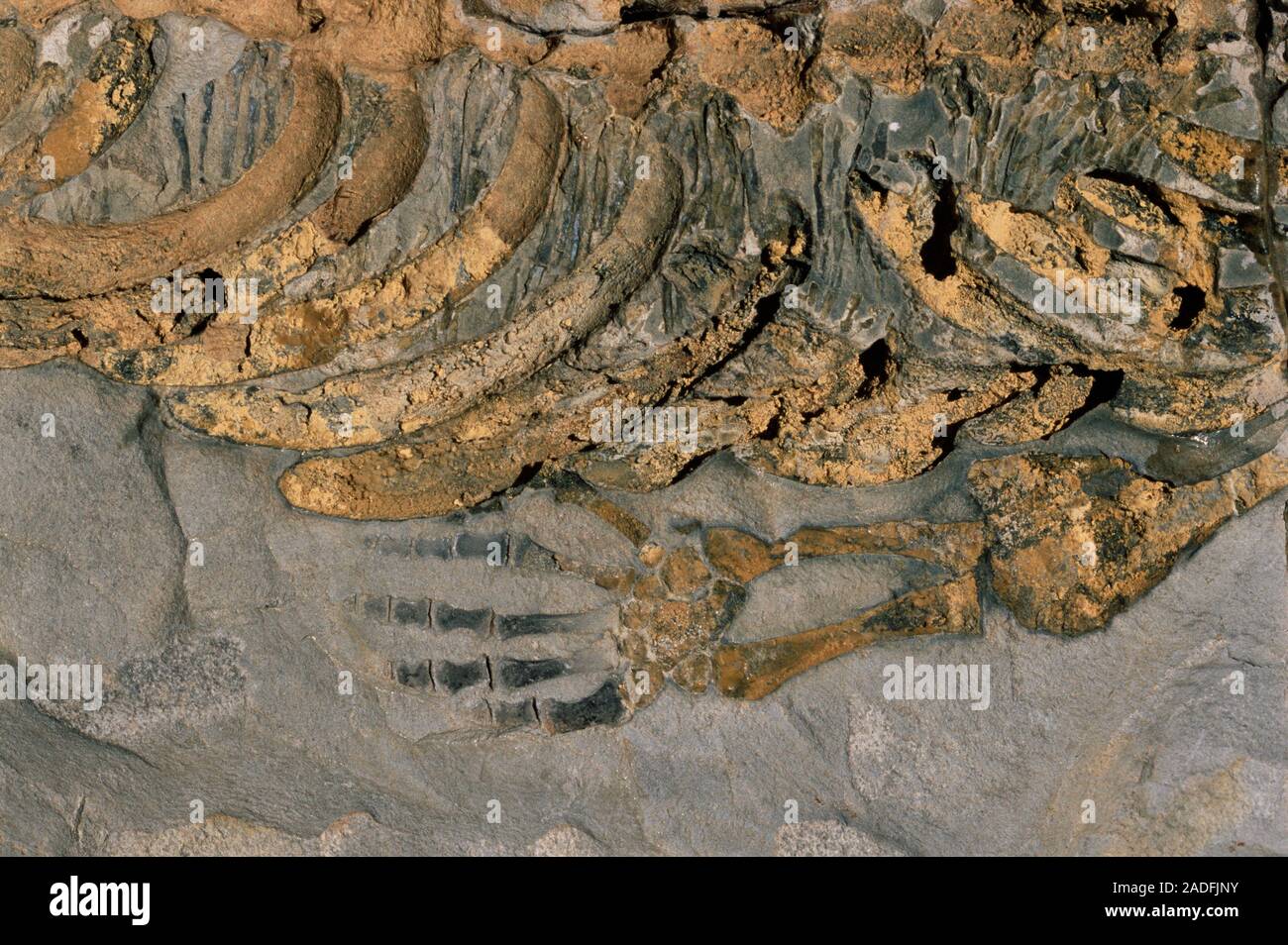 Mesosaurus fossil. Sedimentary rock containing a fossil of the extinct ...