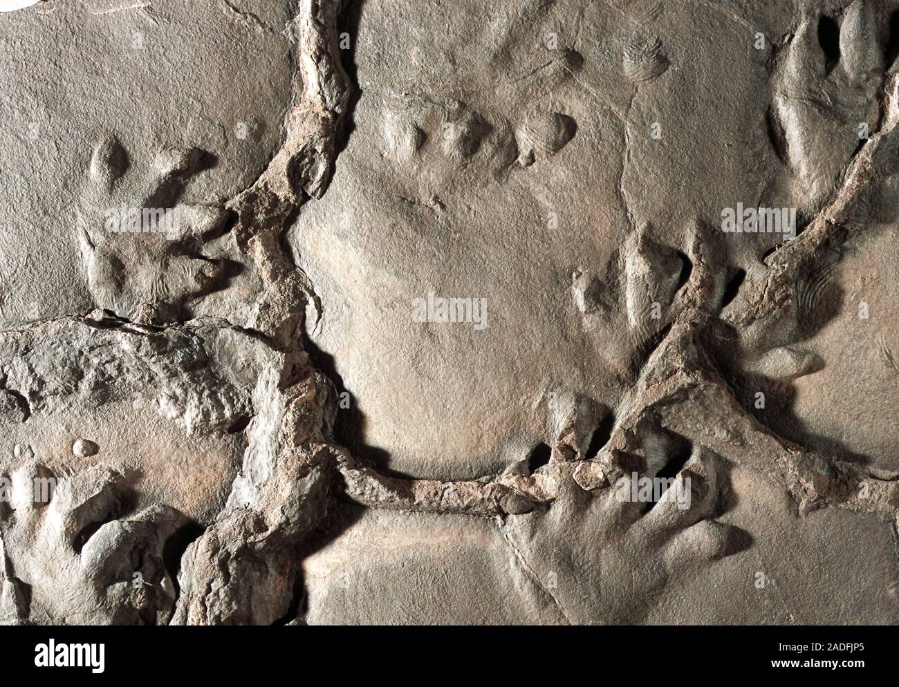 Fossilised Chirotherium footprints. Chirotherium (Ichnium ...