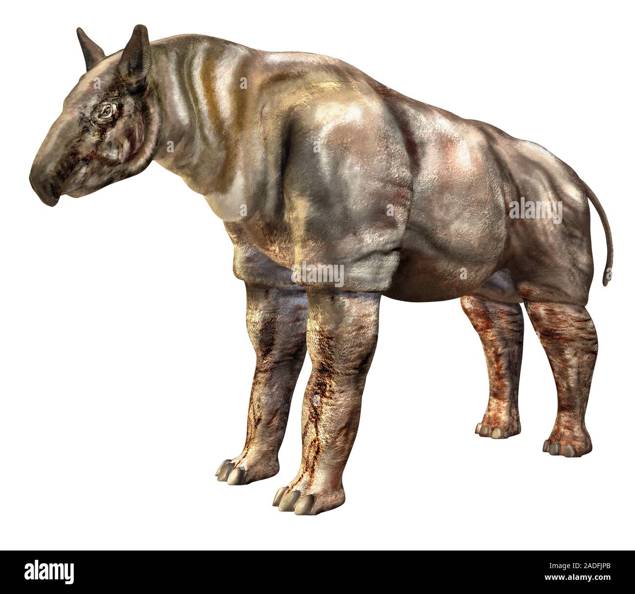 Indricotherium Model